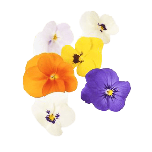 Pansy Clear Crystal Mix • Microgarden