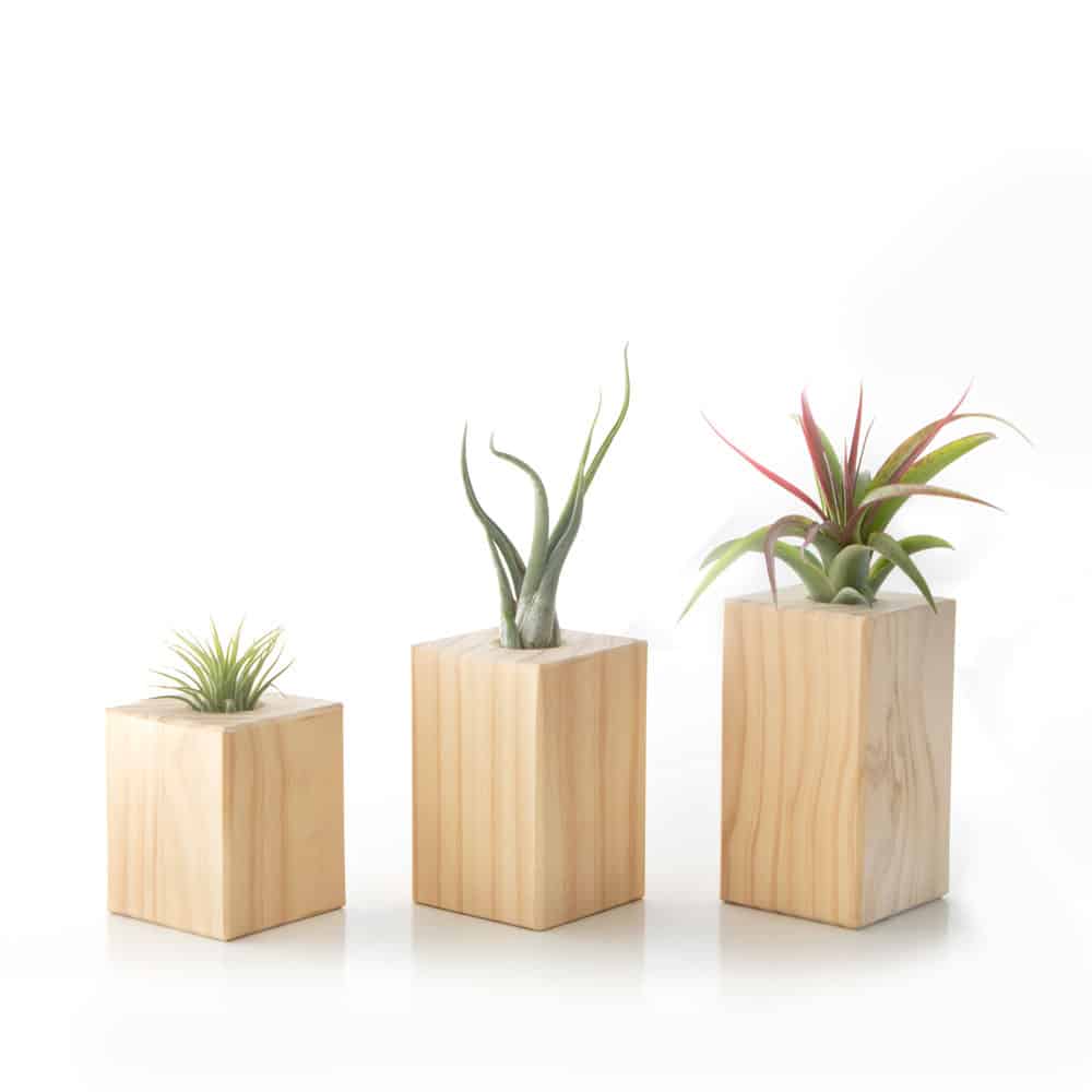 Wooden Air plant holder:68 x 68 x 120 m • Microgarden