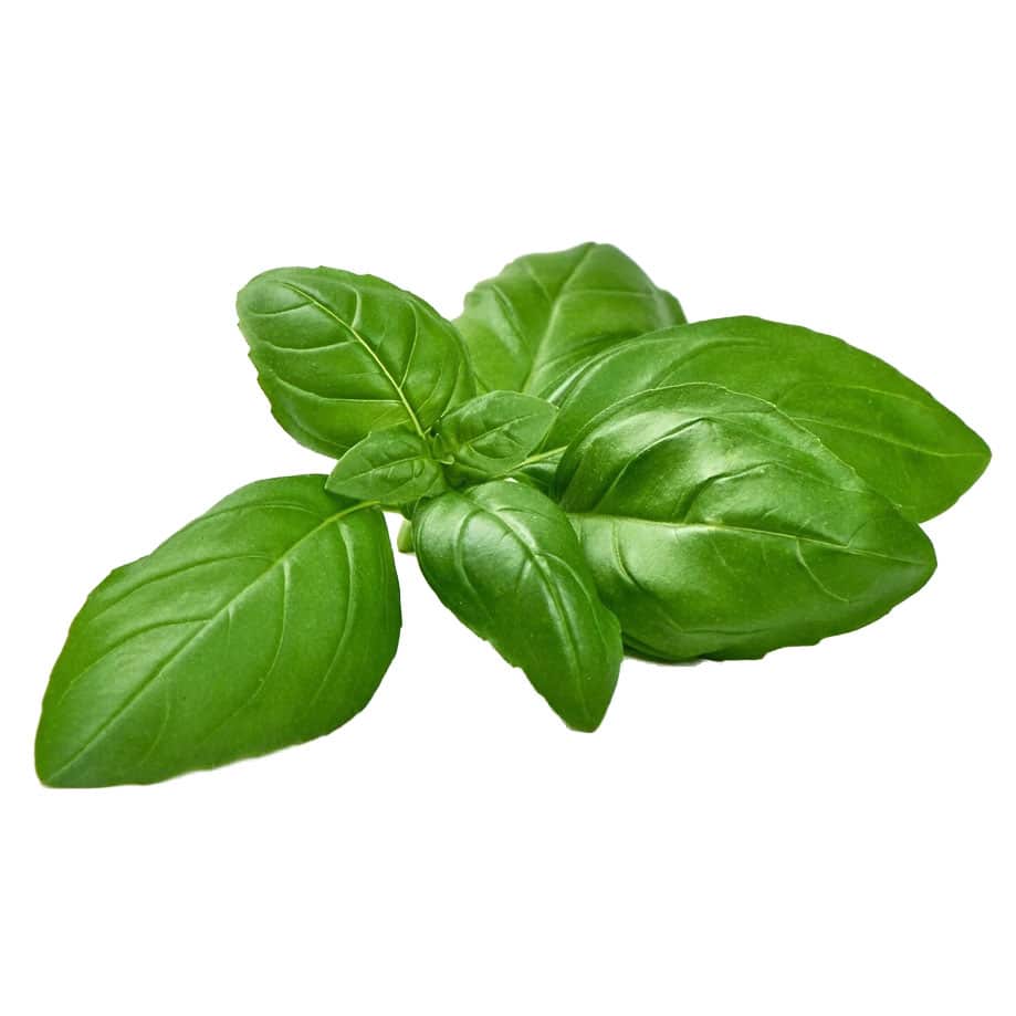 Basil - Plant Pod - Pack of 3 • Microgarden