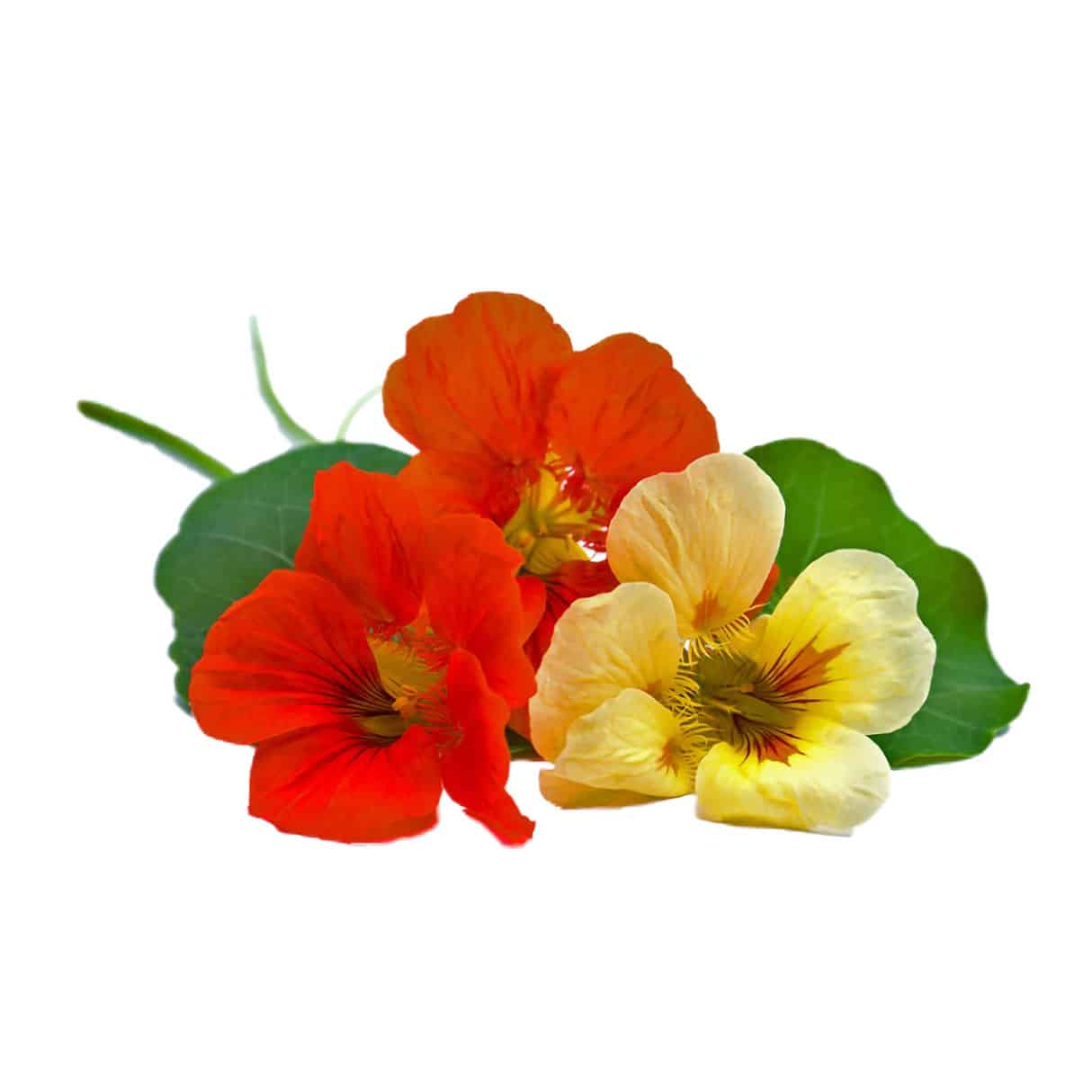 Edible Flowers Nasturtium - Plant Pod - Pack of 3 • Microgarden