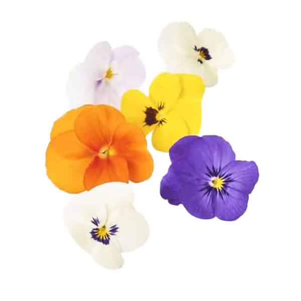 Edible Flowers Pansy - Plant Pod - Pack of 3 • Microgarden