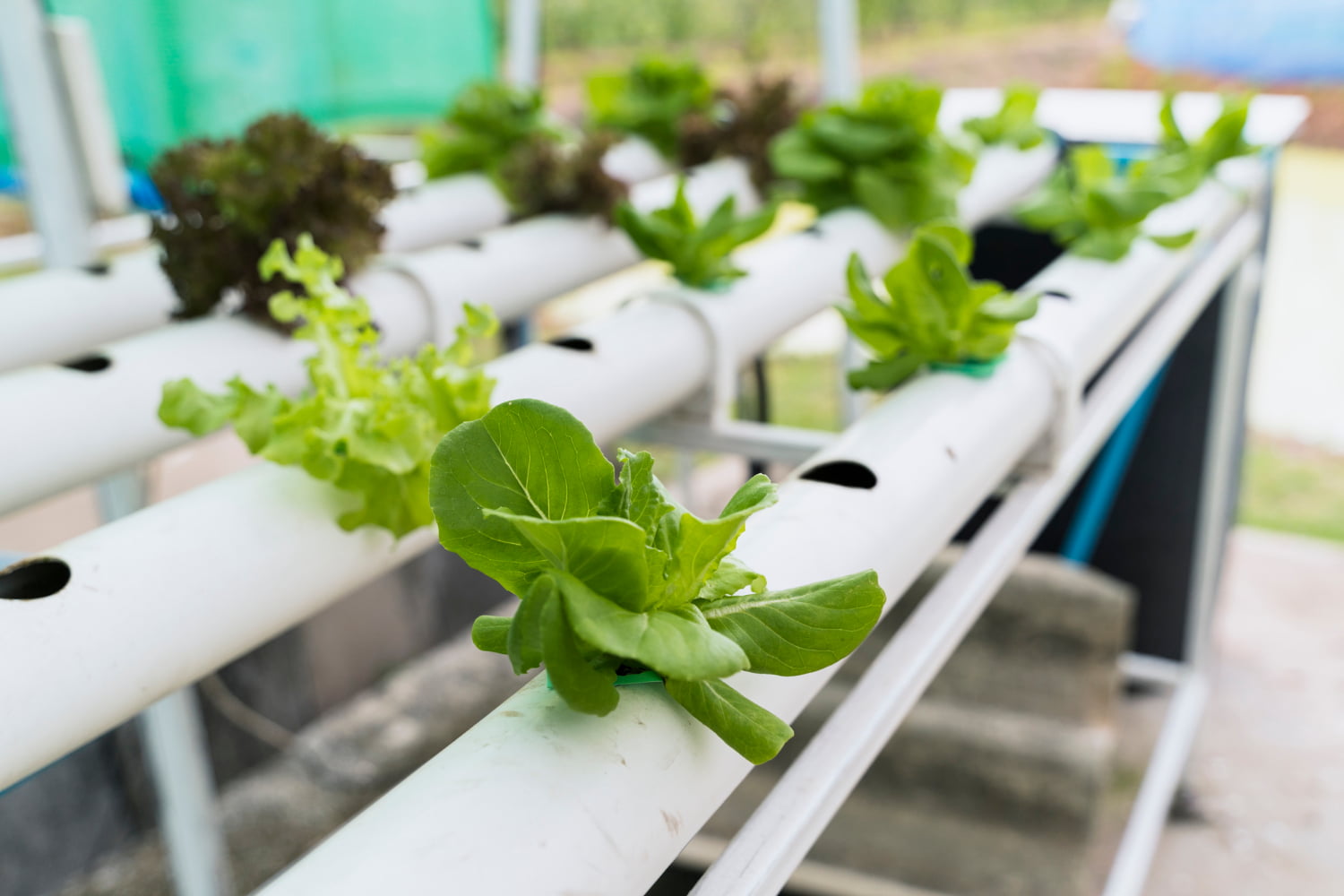 Hydroponic Systems: From EBB & Flow To Smart Gardens