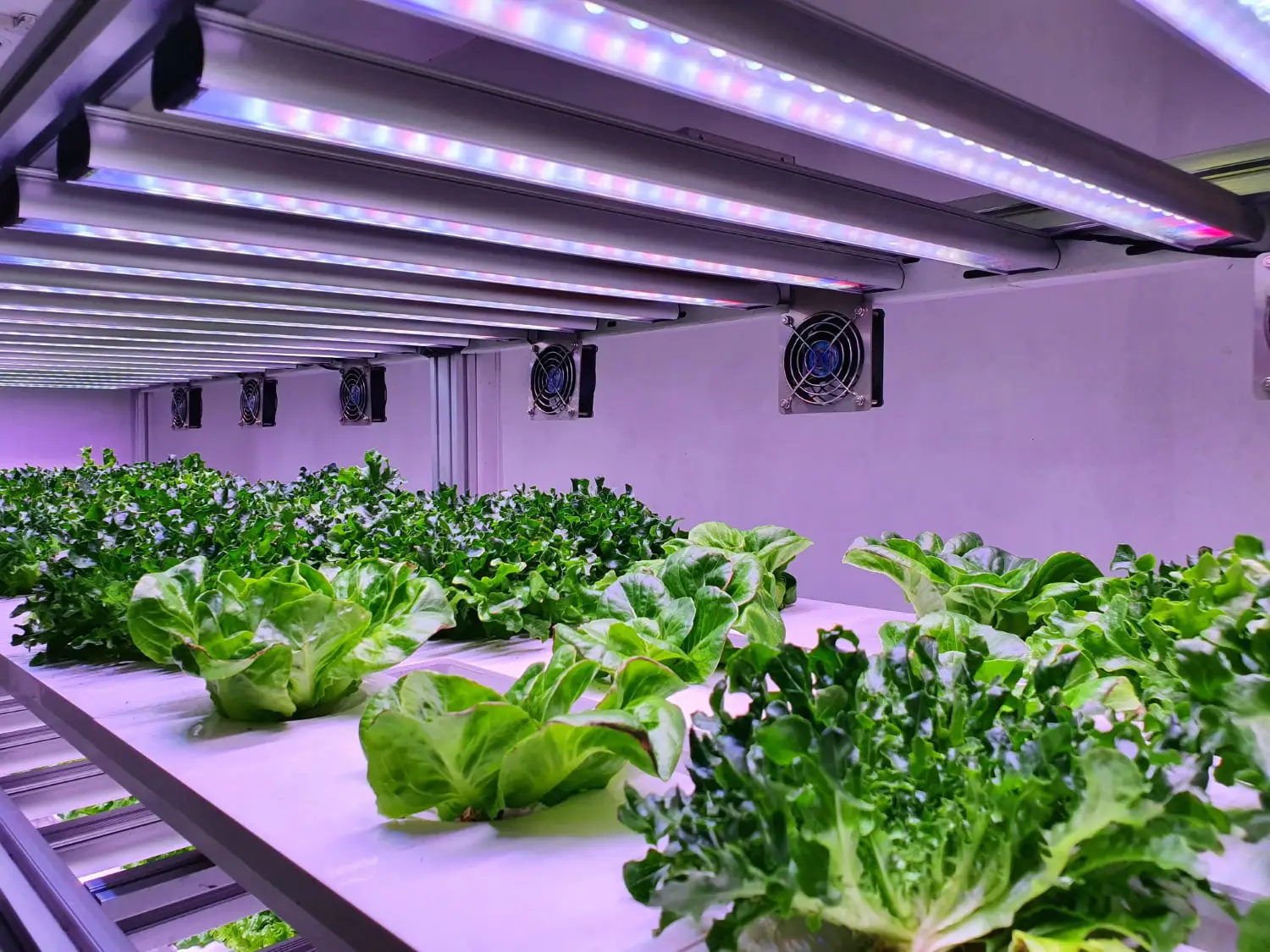 Hydroponic Systems: From EBB & Flow To Smart Gardens